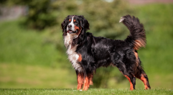 Berner Sennenhond | Hondenrassen | Medpets.nl