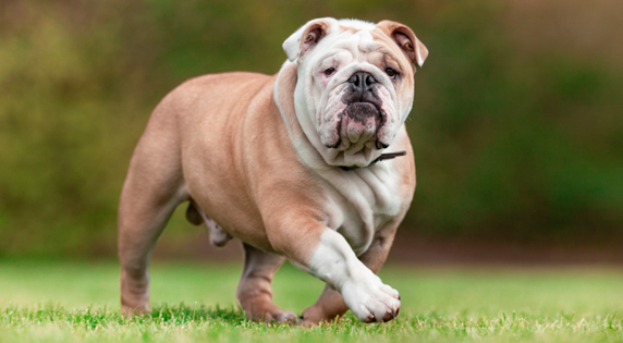 Engelse Bulldog | Hondenrassen | Medpets.nl