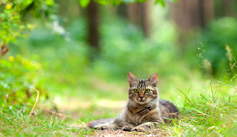 Wallpaper De Un Gato Free And Customizable Cute Cat Wallpaper