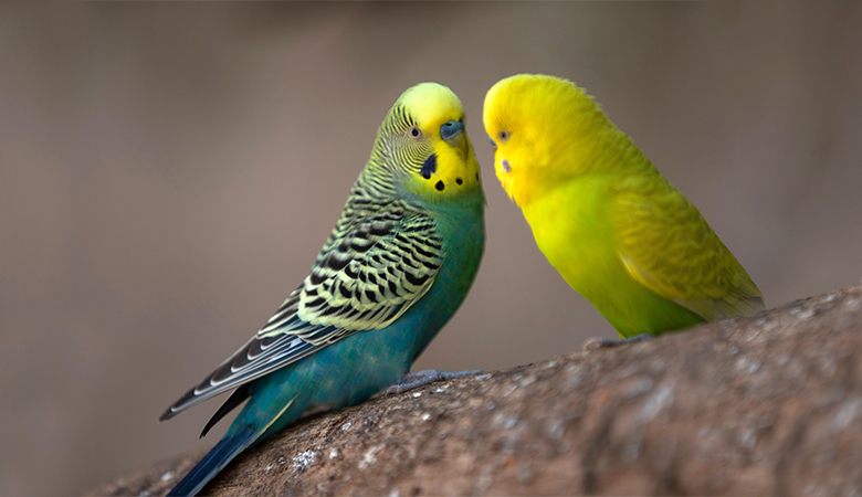 Grasparkiet | Vogelsoorten | Medpets.be