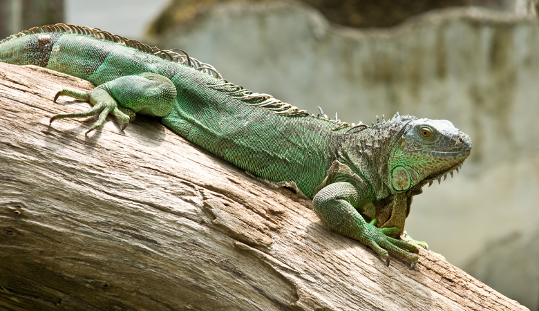 Groene Leguaan | Medpets.nl
