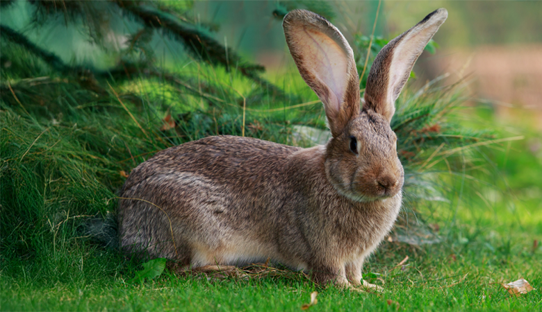 Vlaamse Reus | Konijnenrassen | Medpets.nl