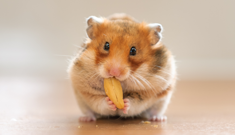 Goudhamster | Knaagdiersoorten | Medpets.nl