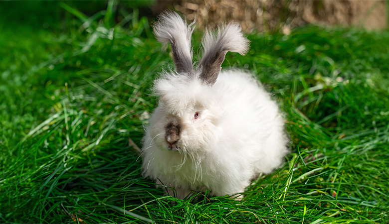 Conejo Angora | Razas de conejos | Medpets.es
